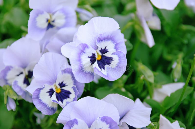 Violet pansy stock image. Image of garden, florescence - 29145381