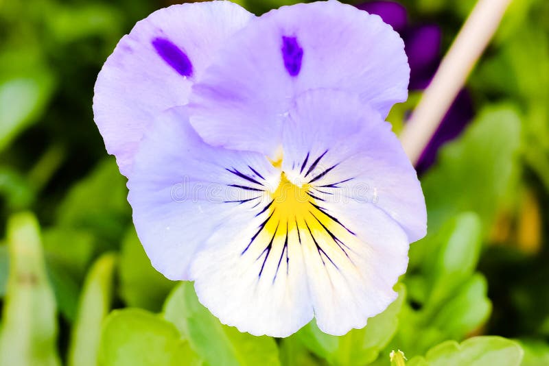 Violet pansy flower stock photo. Image of species, nature - 181790290