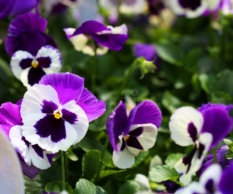 Violet Pansy Flowers at Spring Stock Image - Image of natural, floral ...