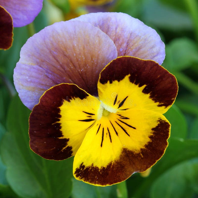Violet - Pansy stock image. Image of bloom, isolated - 66489685