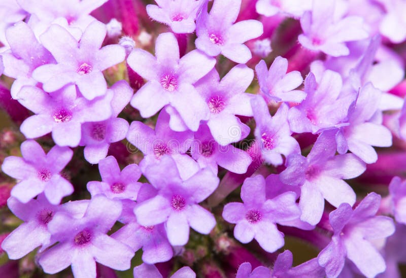 Violet Pentas stock photo. Image of violet, botanical - 26218850