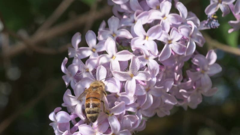 Violet Persian Lilac with Working Bee at Sunny Spring Day. Macro. Stock ...