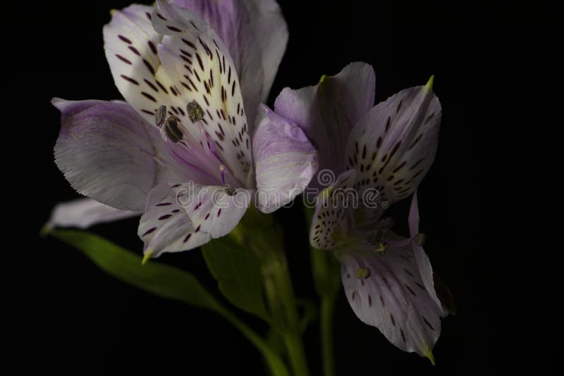 Violet Peruvian Lily Flower Stock Photo - Image of bloom, macro: 184629636