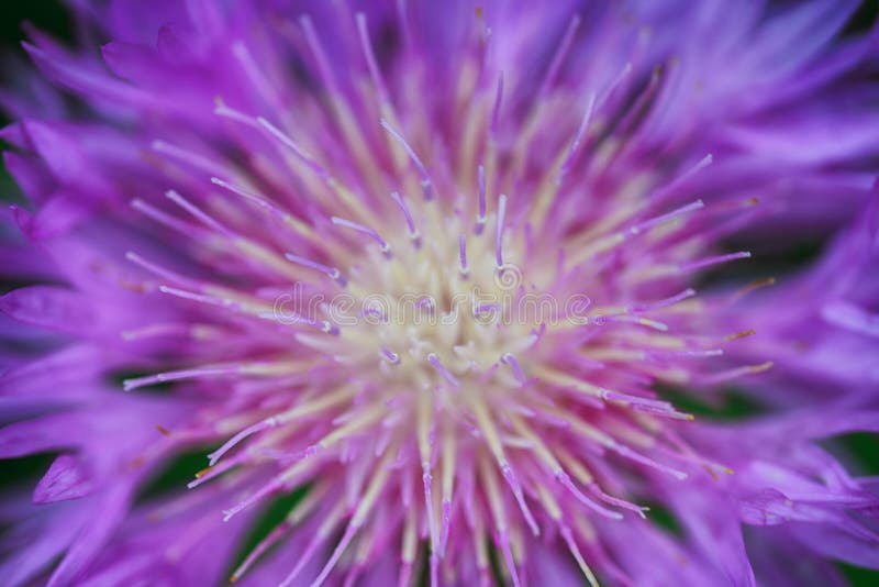 The Violet Petals of the Flower Abstract Pictures Stock Image - Image ...