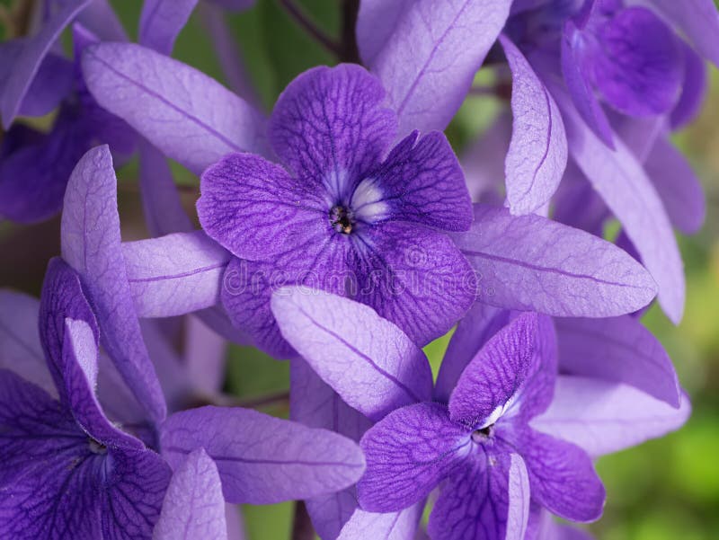Violet Petrea Flowers on Tree Stock Image - Image of tropical, plant ...