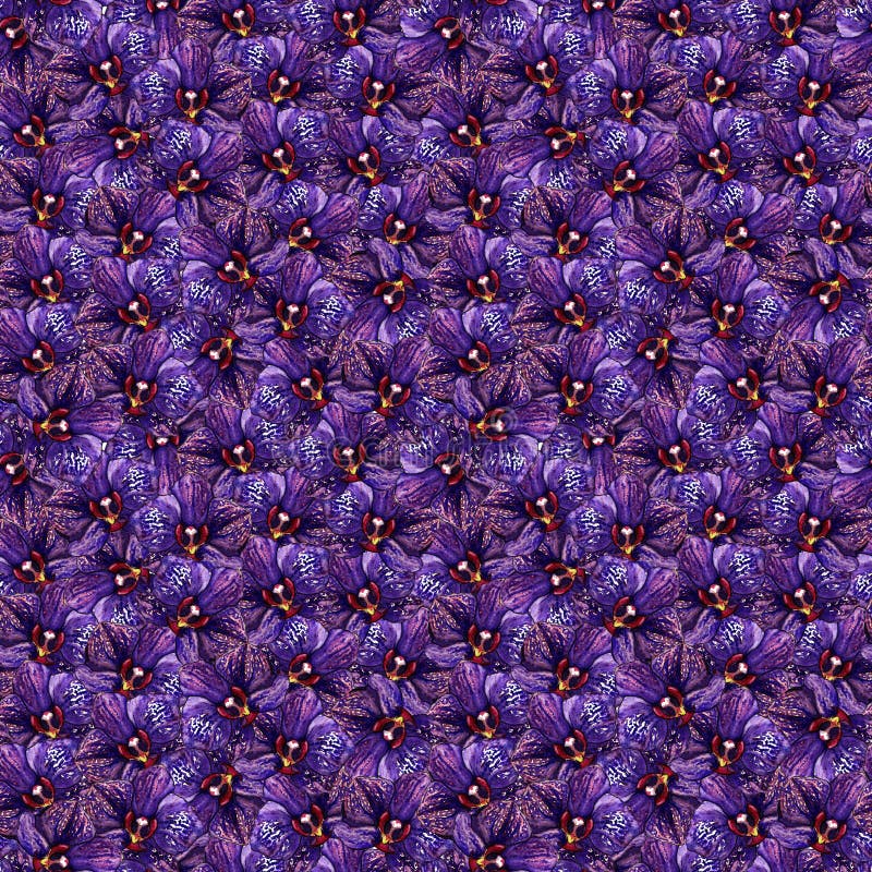 Violet Phalaenopsis Orchid Flower Seamless Pattern Texture Stock Photo ...