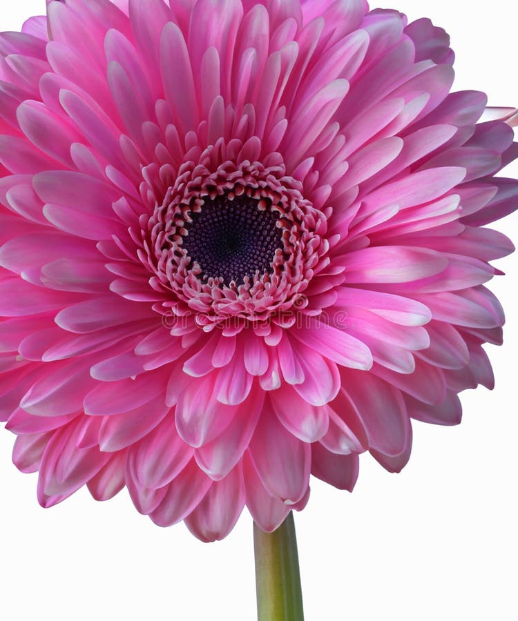 Violet-pink Gerbera Flower on a White Isolated Background Stock Image ...