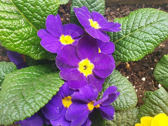 Violet Primula or Primrose Flower. Stock Photo - Image of background ...