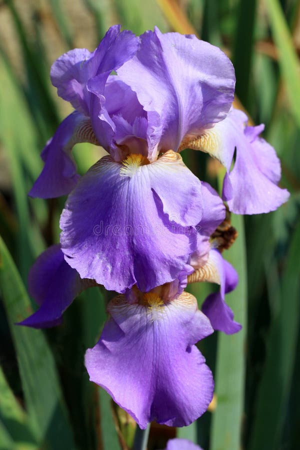 Violet-purple Lis (Iris) Flowers Stock Photo - Image of leaf, bulb ...