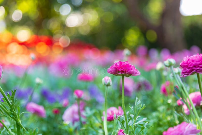 Violet Ranunculus in the Garden Stock Image - Image of petal, gardening ...
