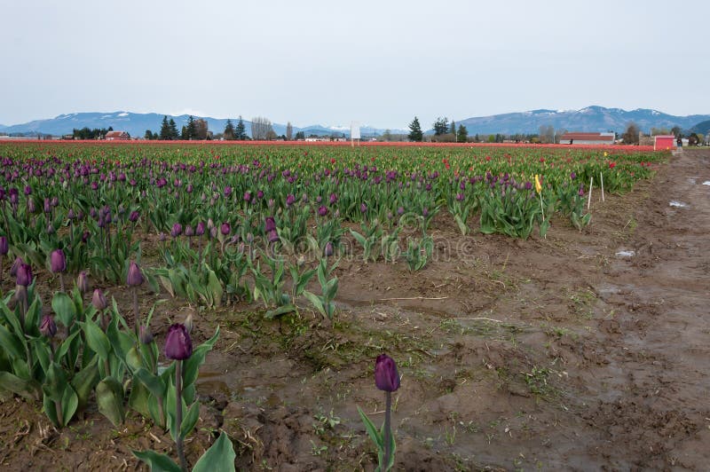 Violet and Red Tulip Fields at the Skagit Valley, La Conner, USA Stock ...