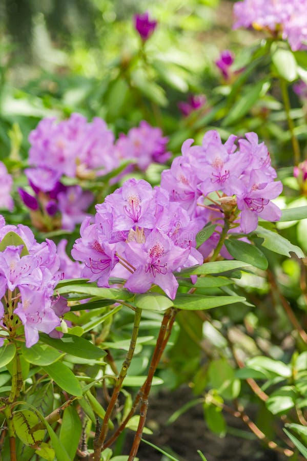Violet Rhododendron. Evergreen Shrub Stock Image - Image of petal ...