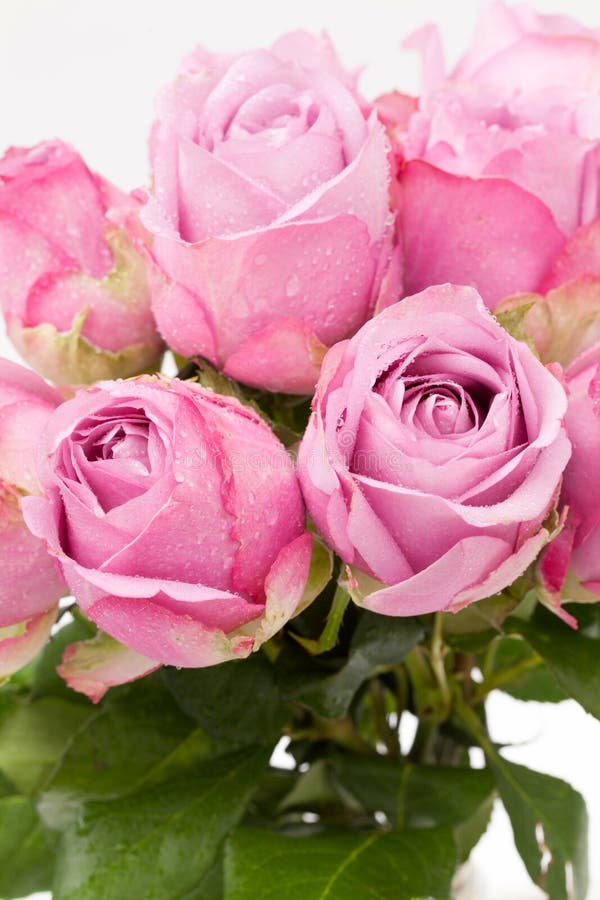 Violet rose stock photo. Image of isolated, flora, arrangement - 28816700