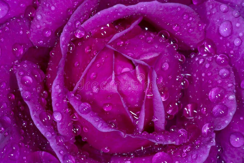 Violet Rose Covered with Red Rain Drops Stock Photo - Image of drop ...