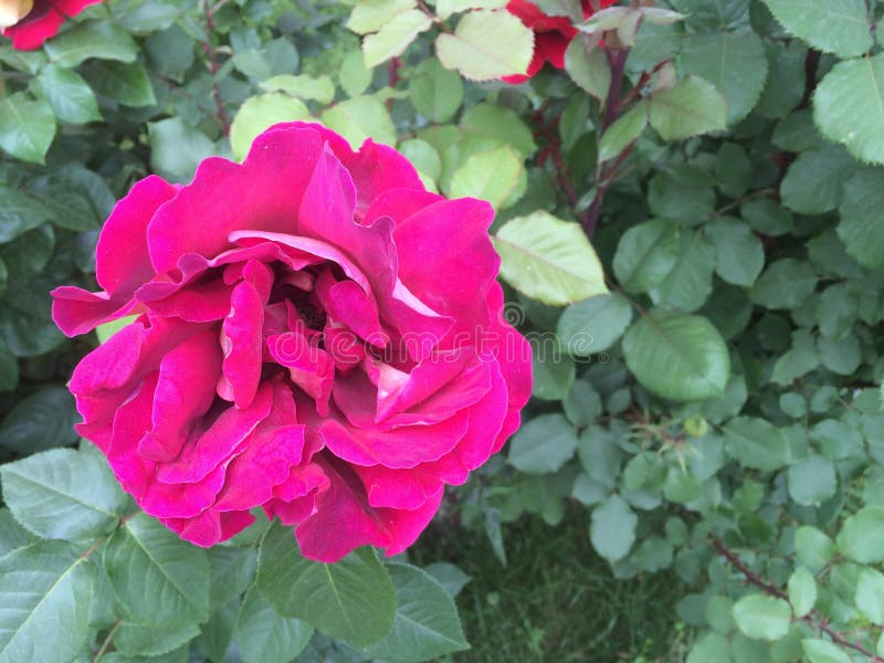 Violet rose flower stock photo. Image of gift, beautiful - 72834440