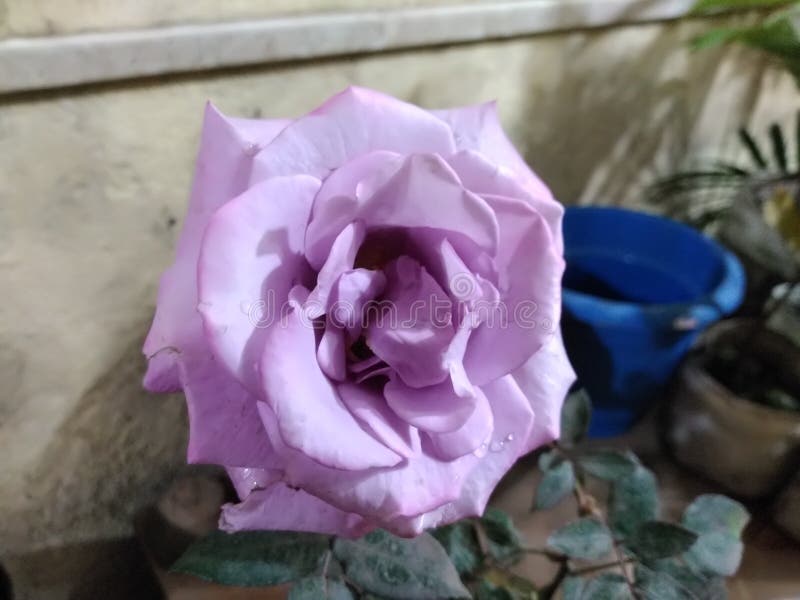 Violet rose flower plant stock photo. Image of violet - 171708818