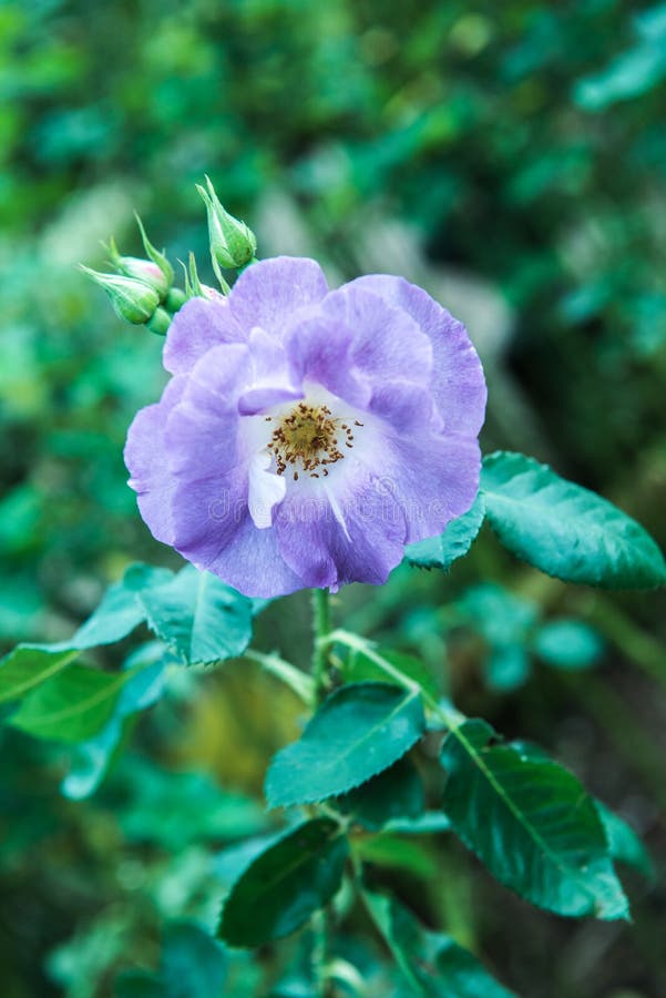 Violet rose in the garden stock image. Image of blossom - 251741739