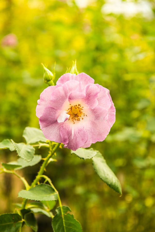 Violet rose in the garden stock image. Image of flowers - 251741743