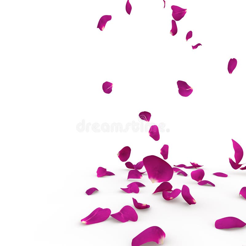 113 Purple Rose Petals Falling Stock Photos - Free & Royalty-Free Stock ...