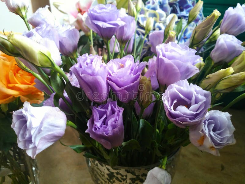 Violet rose stock image. Image of decor, bloom, decorate - 45002937