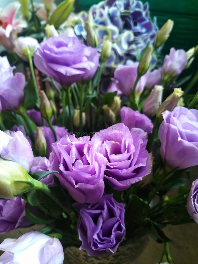 Violet rose stock image. Image of decor, bloom, decorate - 45002937