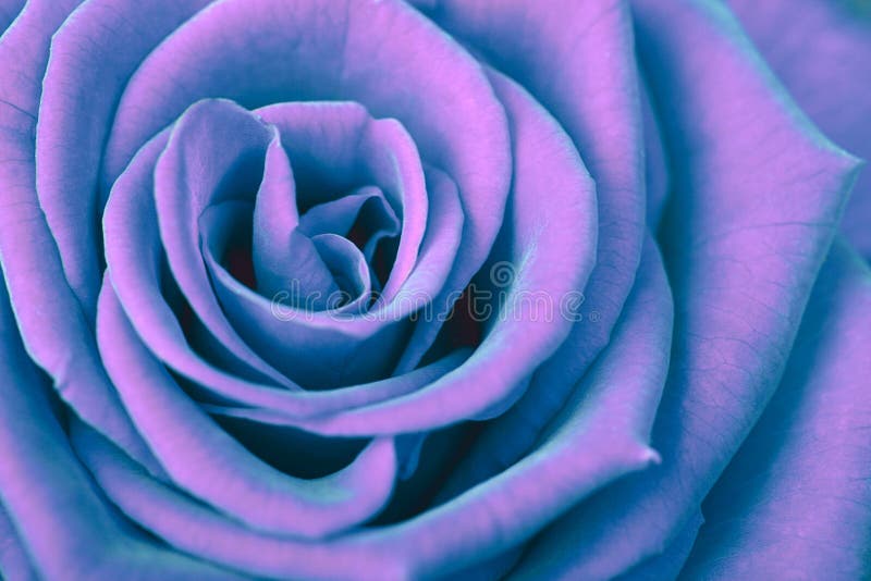 Violet Rose with Fully Closed Thick Petals Starting To Wither and Fall ...