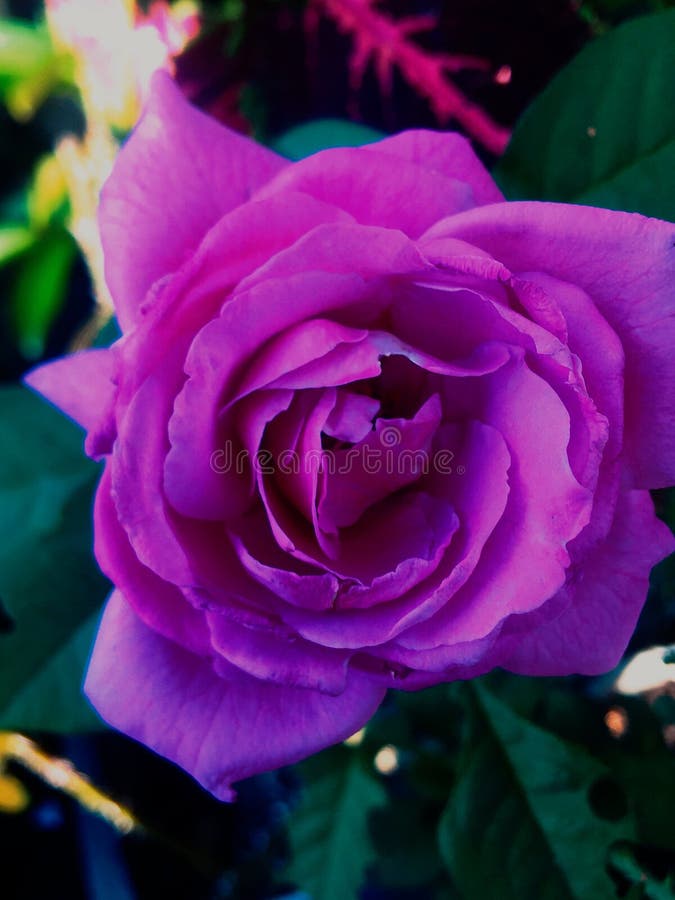 Violet rose stock photo. Image of rose, special, nature - 223596366