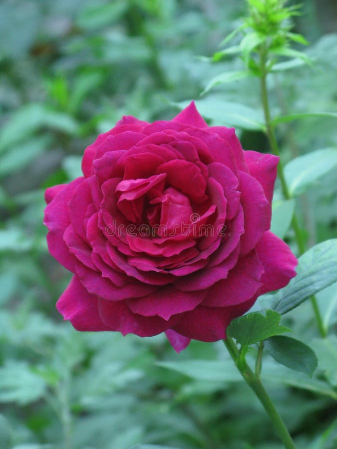 Violet rose stock photo. Image of bouquet, garden, violet - 97689824