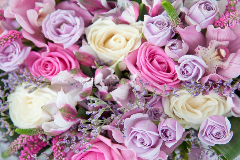 Violet Roses. Background of Roses. Stock Image - Image of beauty, bunch ...