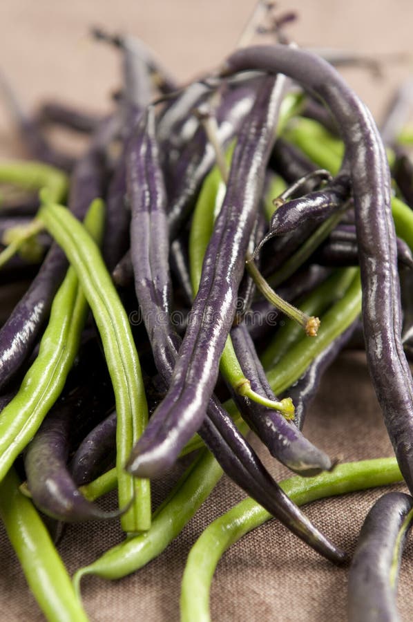 Violet Runner Bean stock photo. Image of vegetable, healthy - 20526806