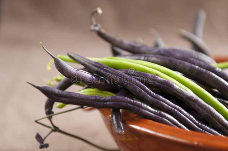 Violet Runner Bean stock image. Image of runner, background - 20526835