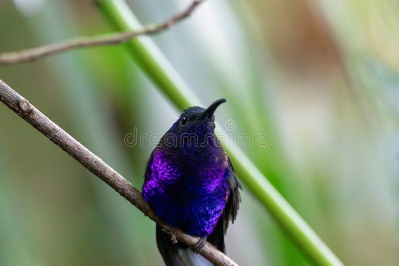 A Violet Sabrewing in Costa Rica Stock Image - Image of ampylopterus ...