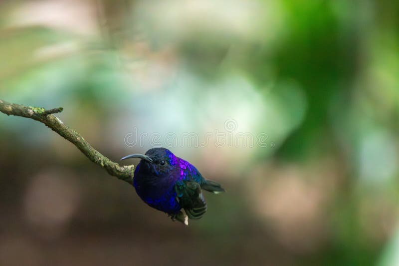 A Violet Sabrewing in Costa Rica Stock Image - Image of rica, bird ...