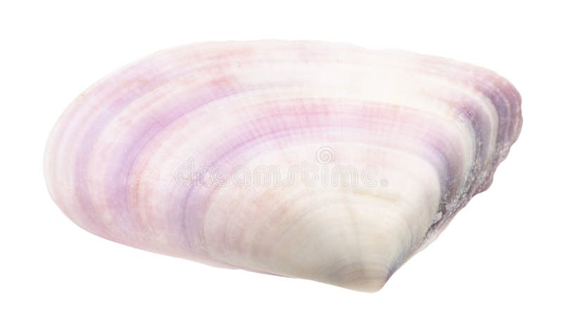 Violet Shell of Isolated on White Stock Photo - Image of bivalvia ...