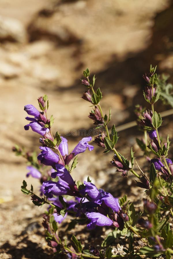 Violet Skullcap Stock Photos - Free & Royalty-Free Stock Photos from ...