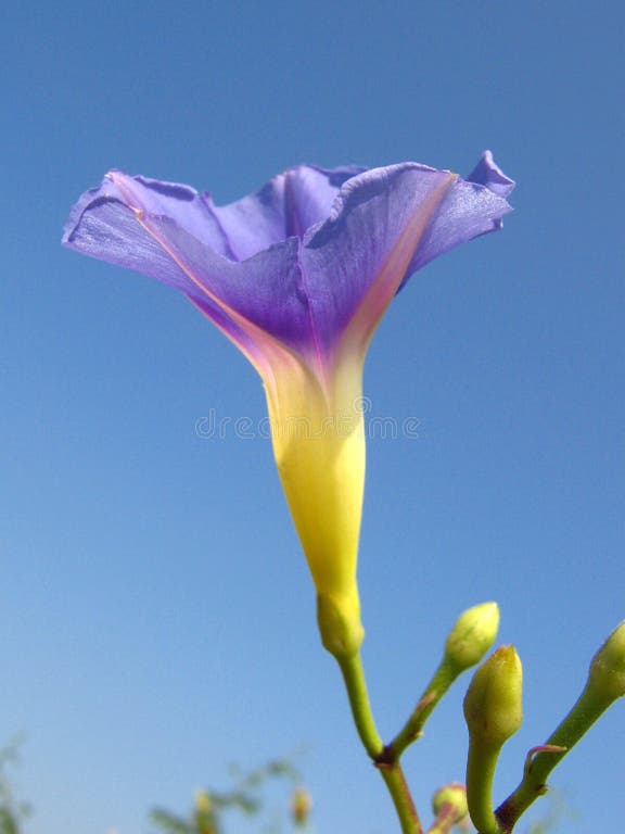 Violet Sky stock photo. Image of detail, crisp, bright - 1426190