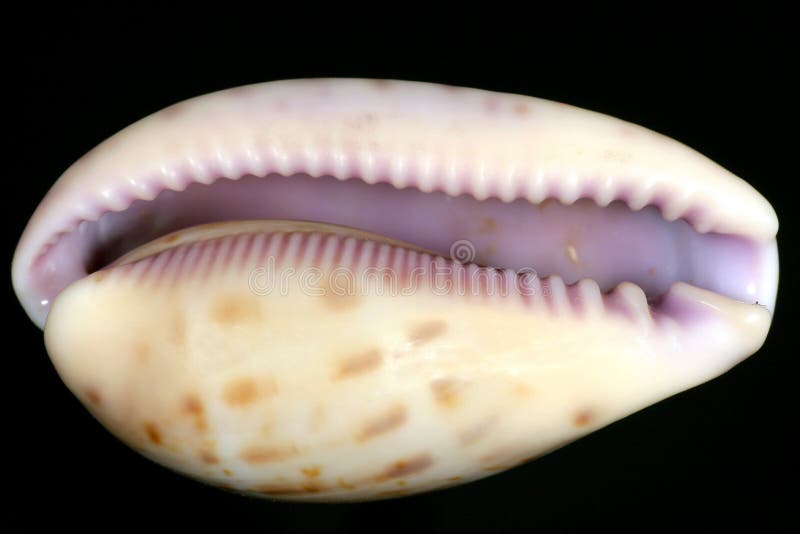 Violet Snail Shell Teeths Picture. Image: 1806795