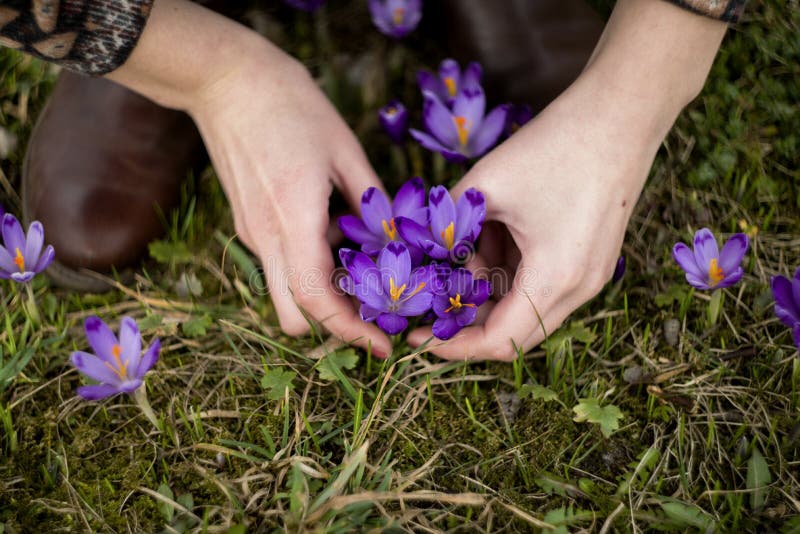 Violet Snowdrop Arms Stock Photos - Free & Royalty-Free Stock Photos ...
