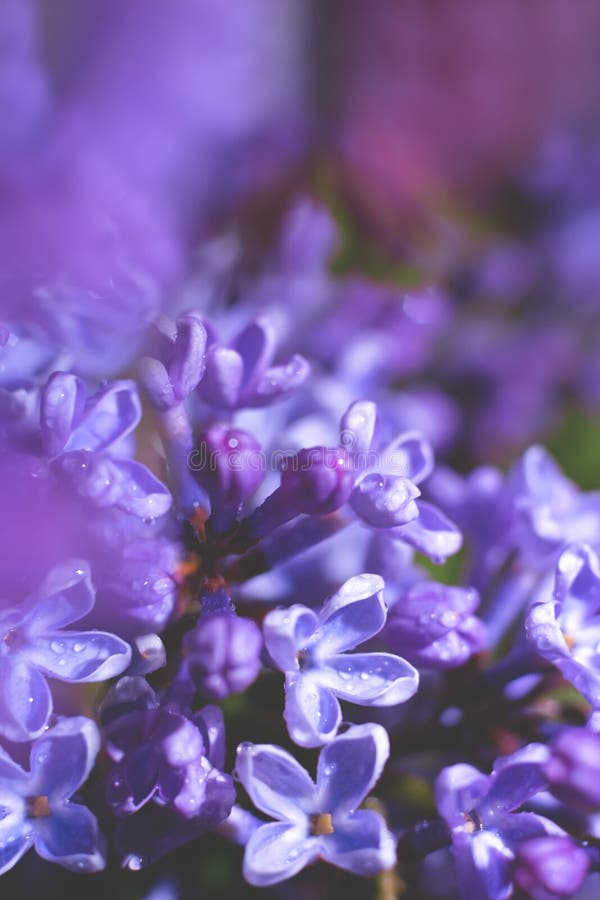 Violet Soft Focus Blurred Vertical Backdrop. Many Lilac Flowers Stock ...