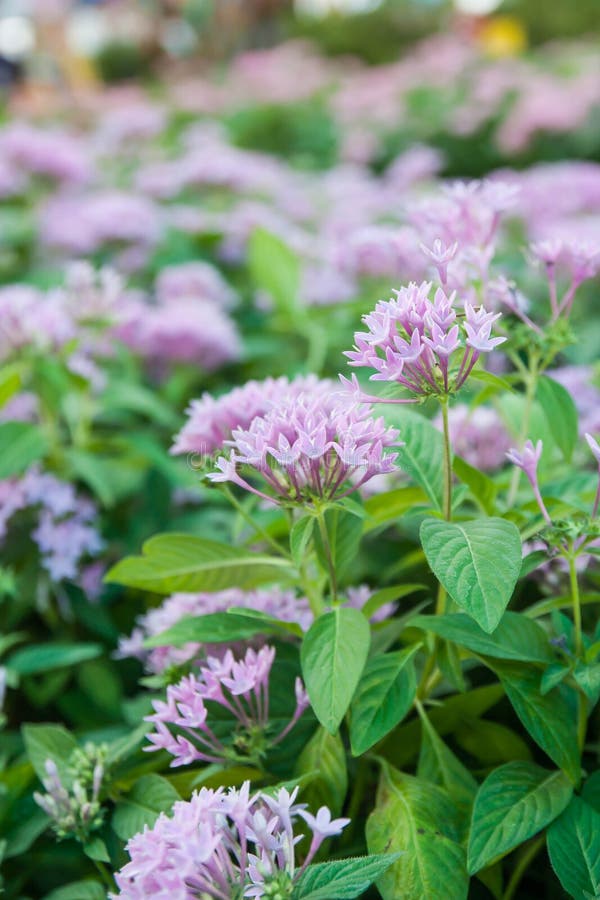 Violet Spike Flower Blooming on Tree. Stock Image - Image of blossom ...