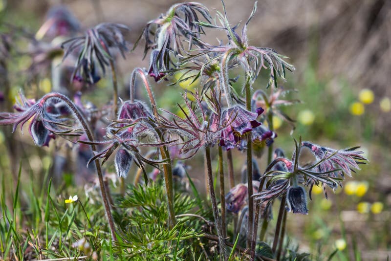 Violet spring flower stock photo. Image of flower, beautiful - 43430452