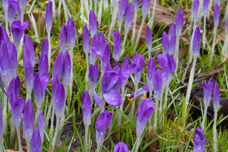 Violet Spring Blossom. Walking in the Park Stock Photo - Image of park ...