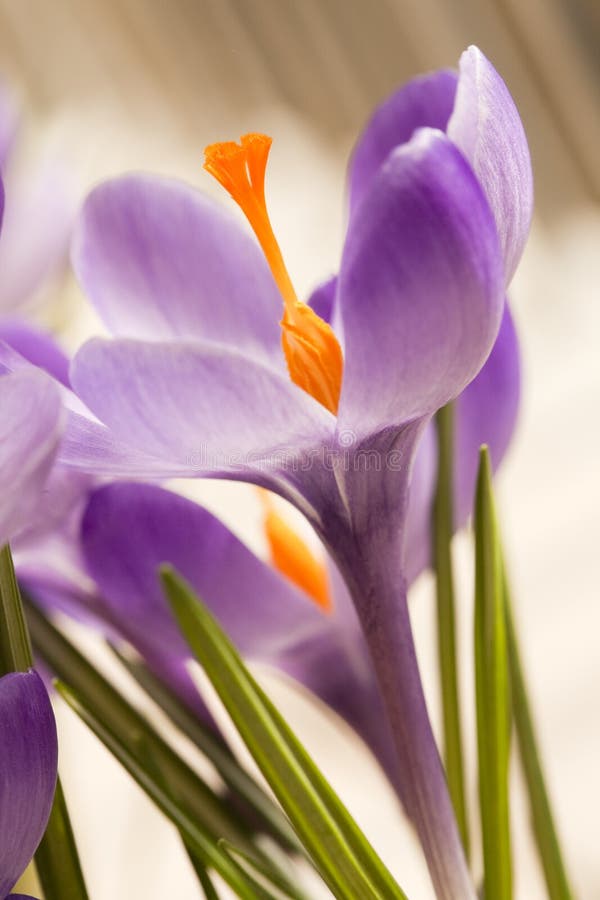 Violet spring flower stock photo. Image of flower, beautiful - 43430452