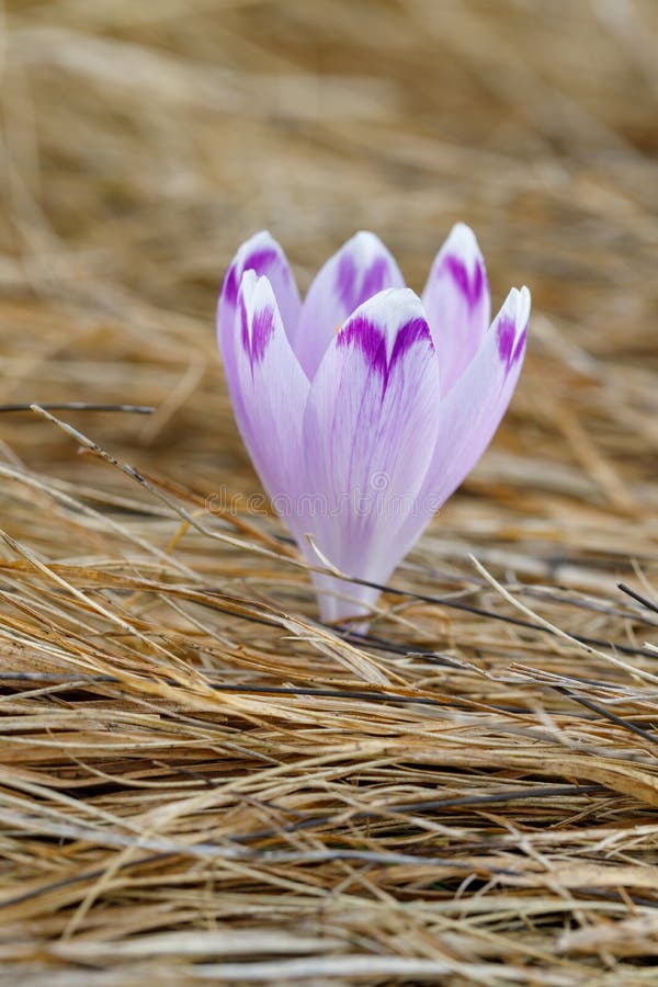 Crocus close up stock image. Image of crocus, blur, floral - 176333039