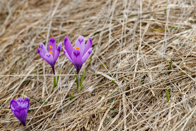 Crocus close up stock image. Image of crocus, blur, floral - 176333039