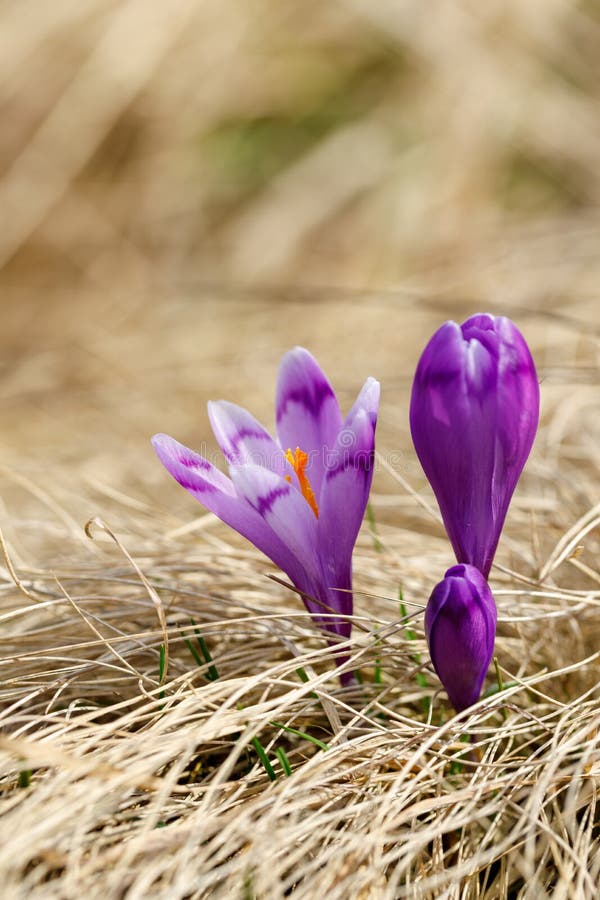 Crocus close up stock image. Image of crocus, blur, floral - 176333039