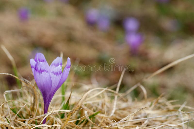Crocus close up stock image. Image of crocus, blur, floral - 176333039