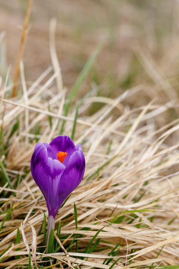 Crocus close up stock image. Image of crocus, blur, floral - 176333039