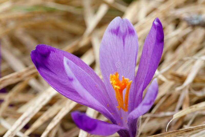 Crocus close up stock image. Image of crocus, blur, floral - 176333039