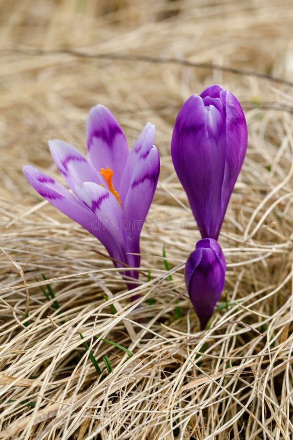 Crocus close up stock image. Image of crocus, blur, floral - 176333039